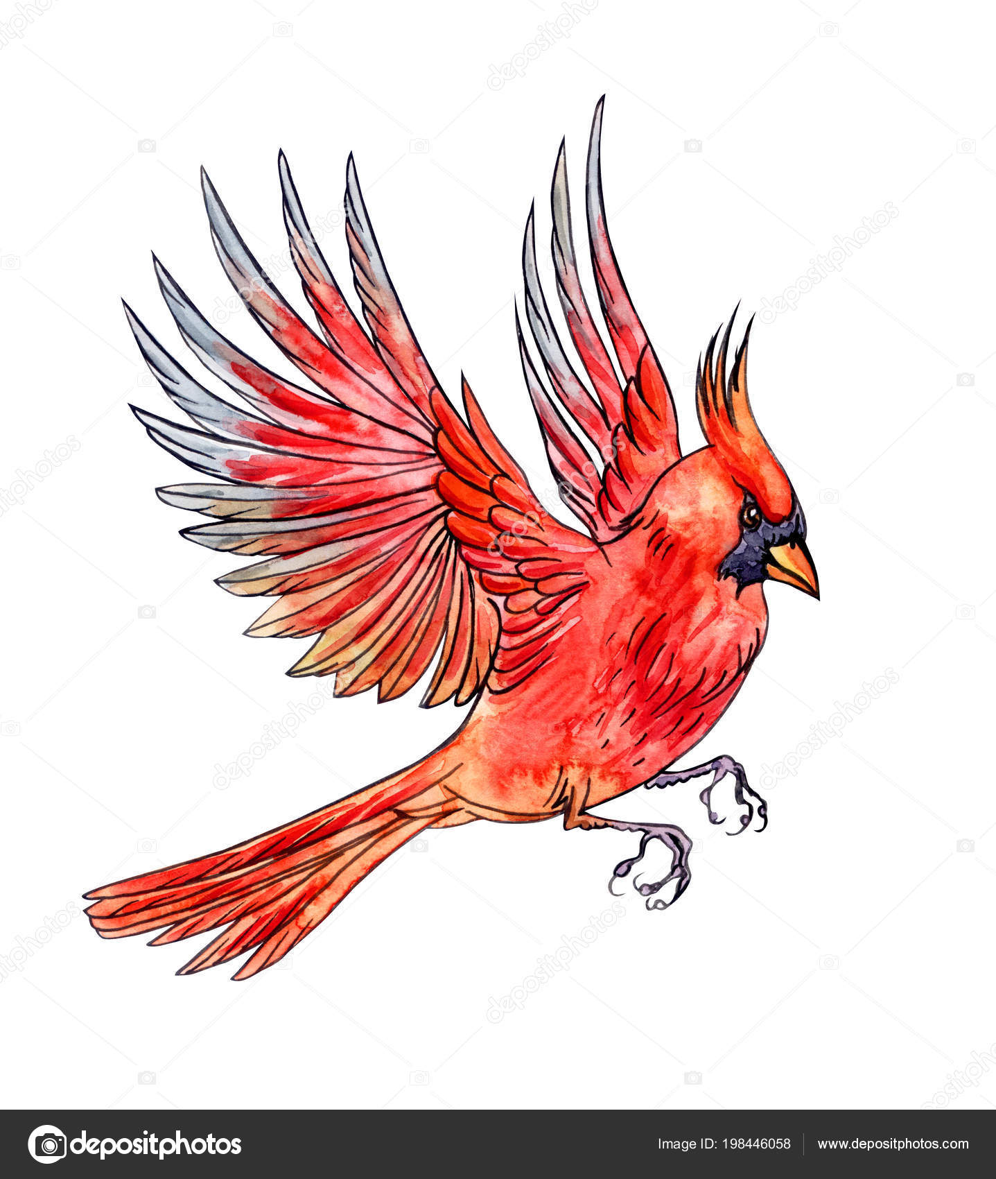 Bird Cardinal Flight Hand Drawing White Background Isolated Stock ...