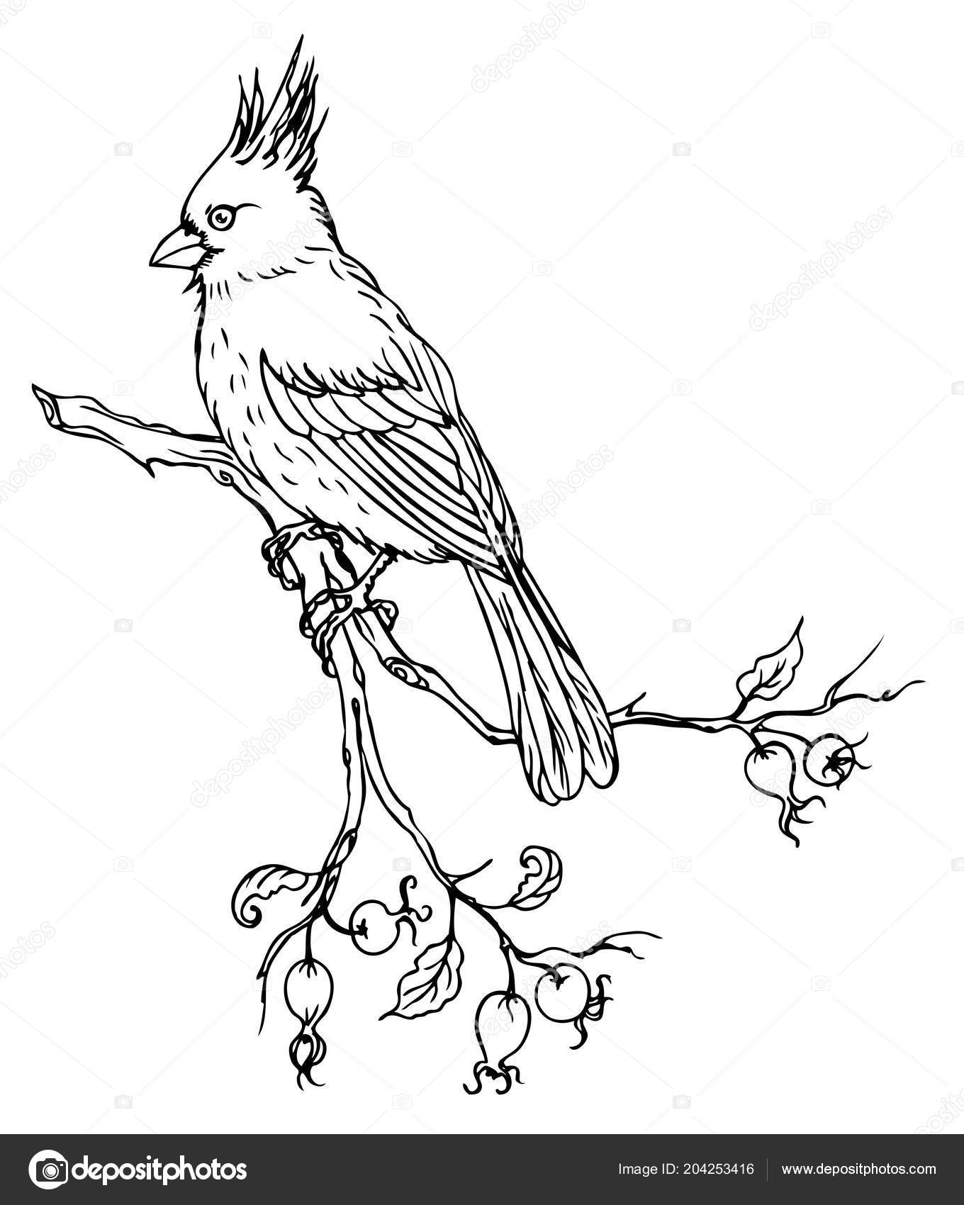 Cardinal Line Drawing