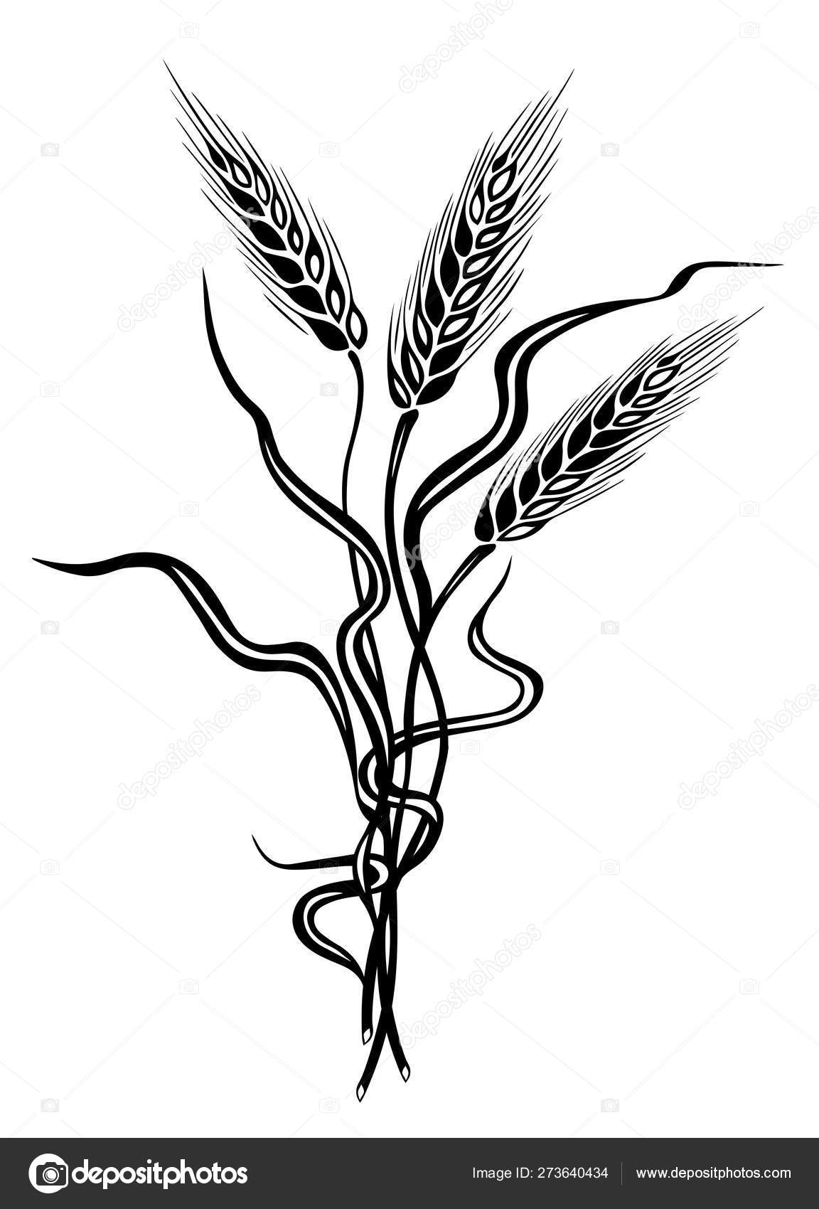 Bouquet Rye Ears Graphics Black White Drawing Cereal Plants Stock ...