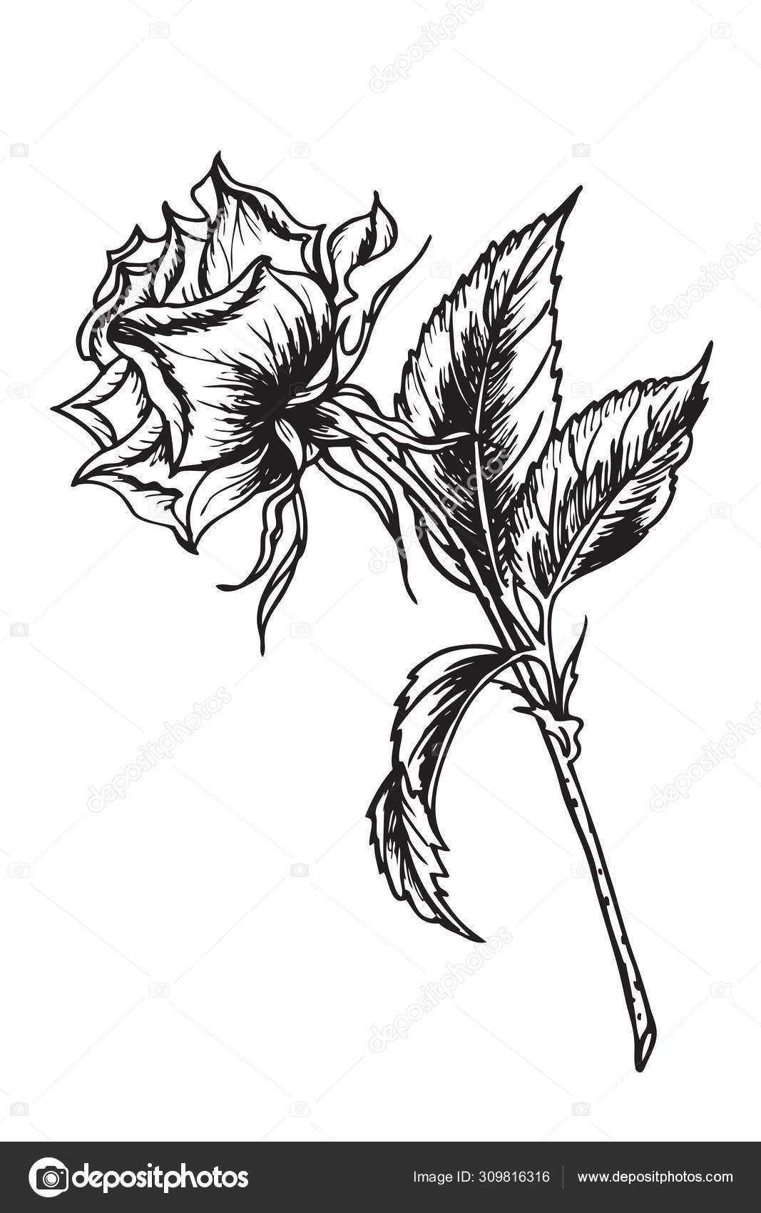 Hand drawing roses with pen or ink. Stock Vector by ©Ollga P_09 309816316