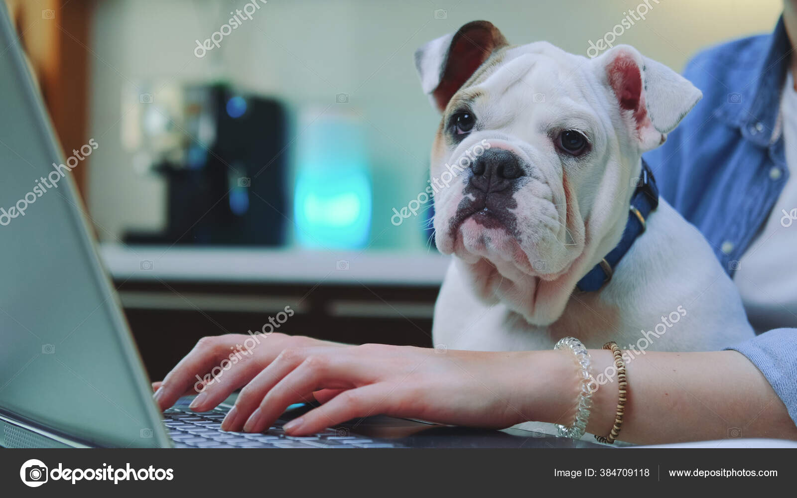 Bulldog Using Computer