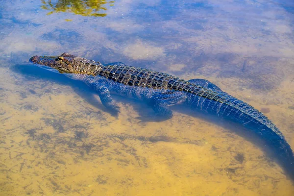 Blue Alligators