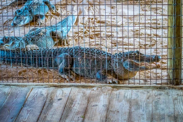 Crocodile cage Stock Photos, Royalty Free Crocodile cage Images ...