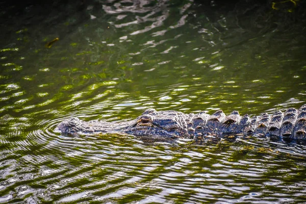 Alligator holding sign Stock Photos, Royalty Free Alligator holding ...