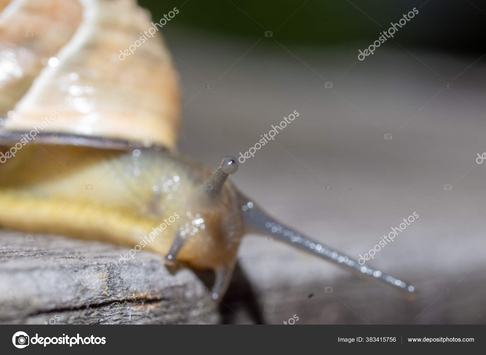 Young Paper Wasp Queen Builds Nest Start New Colony Macro — Stock Photo ...