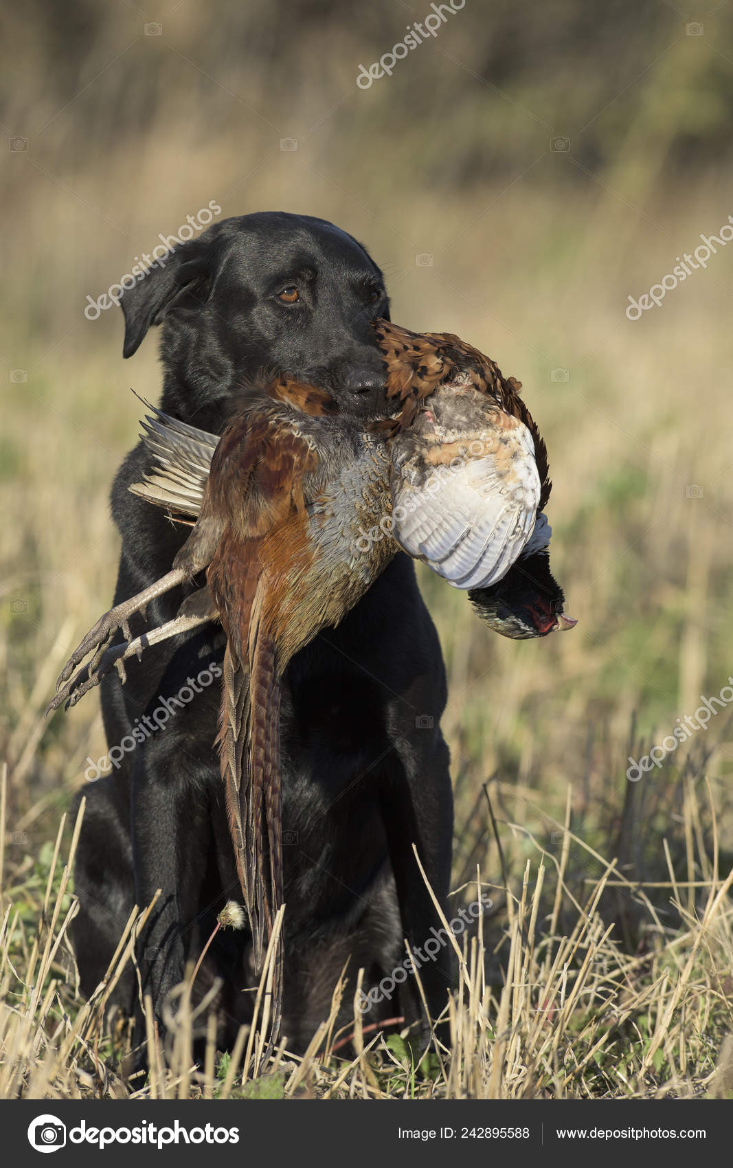 Black Lab Pheasant Stock Photo by ©schlag 242895588
