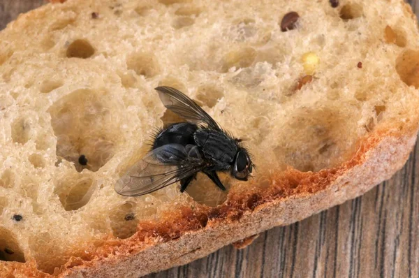 Flies Sitting On Food