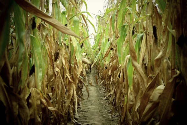 Scary corn field Stock Photos, Royalty Free Scary corn field Images ...