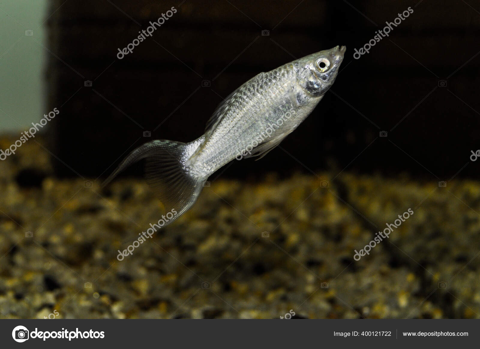 Fish Silver Molly Poecilia Sphenops Freshwater Aquarium Stock Photo by ...