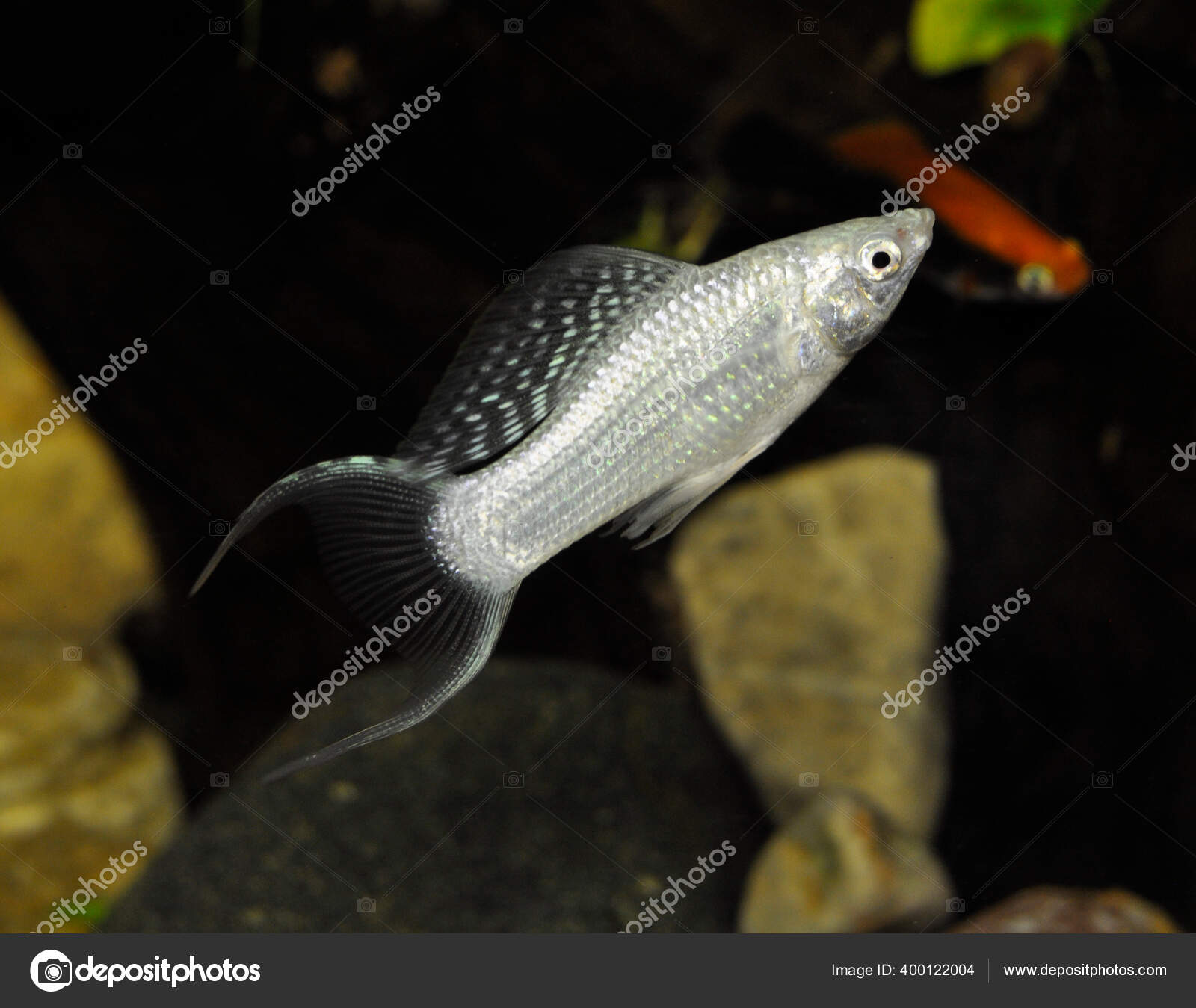 Silver Lyretail Molly