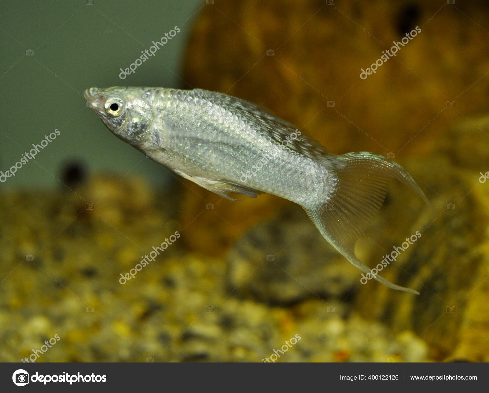 Pregnant Silver Molly Fish