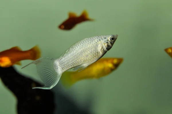 Fish Silver Molly Poecilia Sphenops Freshwater Aquarium Stock Photo by ...