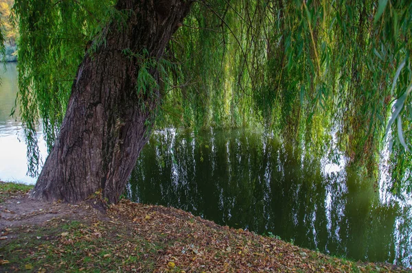 Big sallow tree growing on river bank. Willow tree trunk and green ...