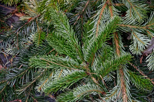 Green conifer branches closeup. Natural forest backdrop of spruce tree ...
