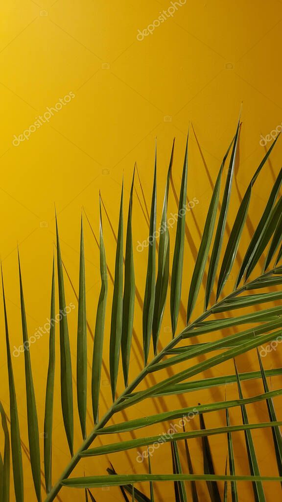 Fondo tropical de verano con hoja de palma verde fresca y espacio para ...