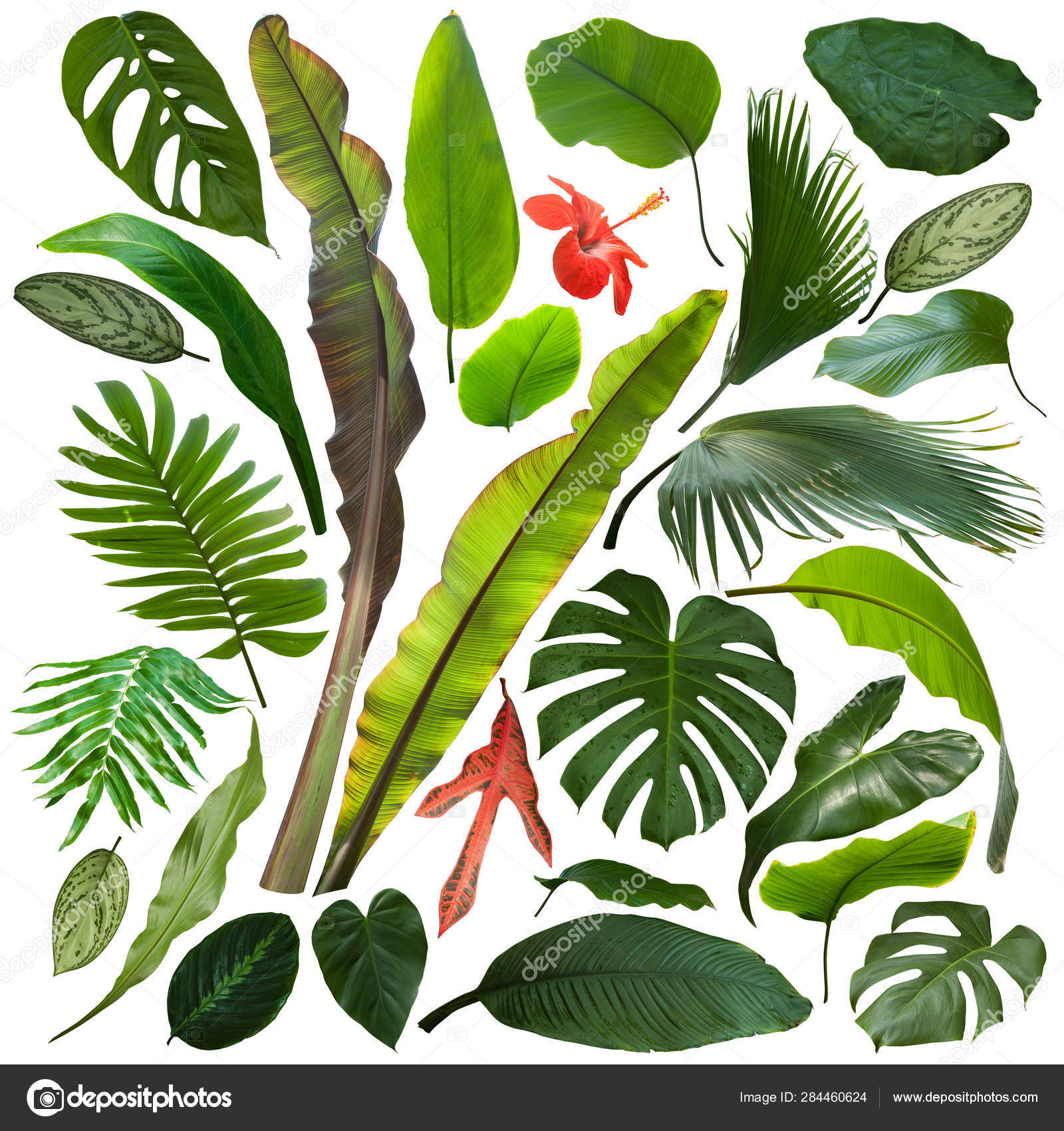 More Beautiful Exotic Tropical Leaves Isolated Leaf Background Stock ...