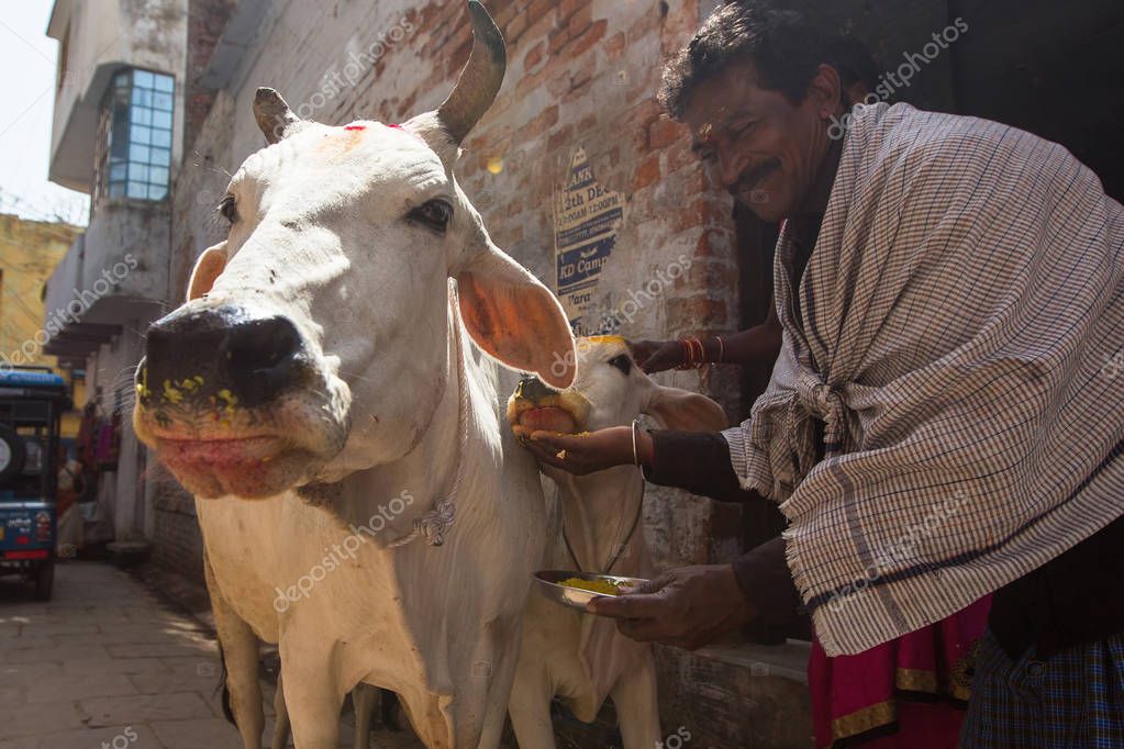 VARANASI, INDIA - 26 MAR 2018: Vaca cerca de la orilla del Ganges. Las ...