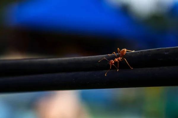 Ants on pipes Stock Photos, Royalty Free Ants on pipes Images ...