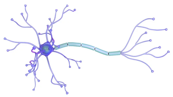 Schematic illustration of the neuron — Stock Vector © Lanamaster #16969363 Schematic illustration of the neuron — Stock Vector © Lanamaster #16969363