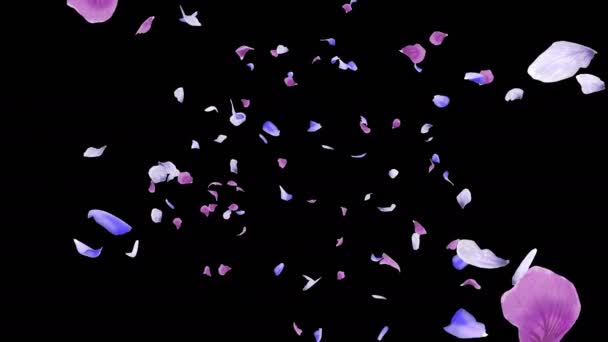 Animation Flower Petals Flow Alpha Layer — Stock Video © galactarte ...