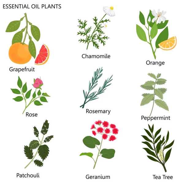 Essential oils drawing Vector Art Stock Images | Depositphotos