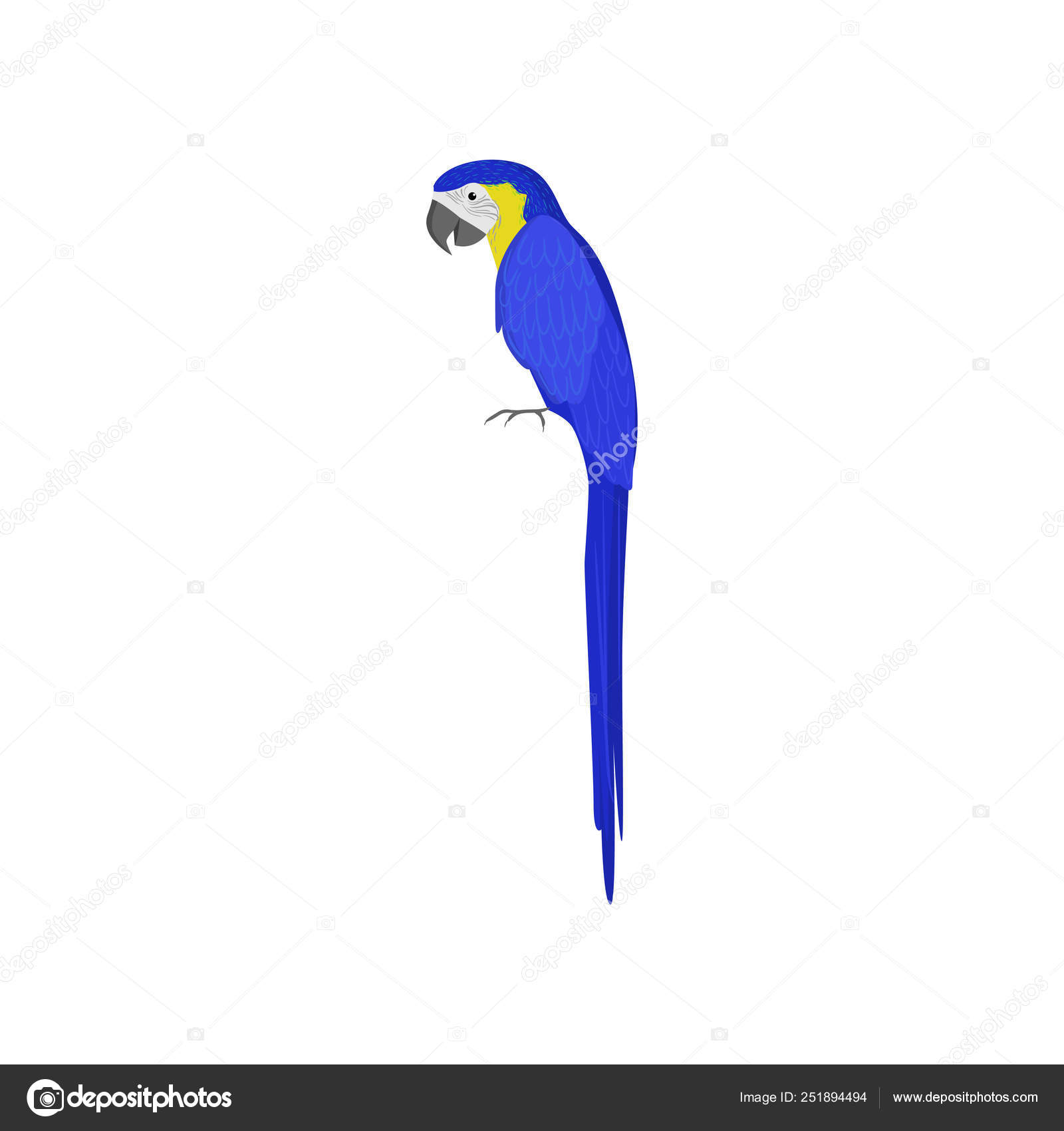 Blue macau parrot isolated on white background Stock Vector by ...