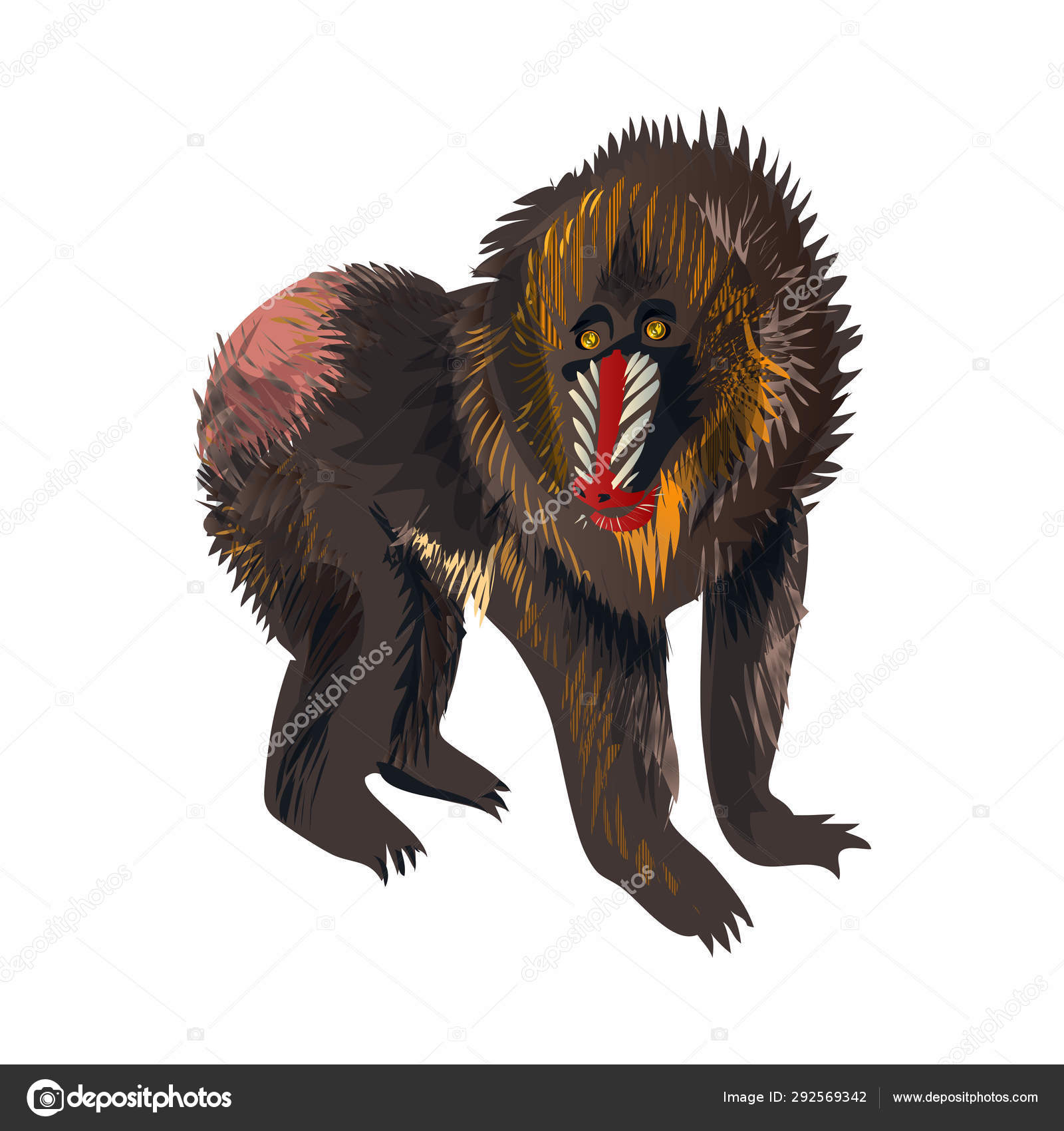 Mandrill mammal monkey wild african species, most diverse Stock Vector ...