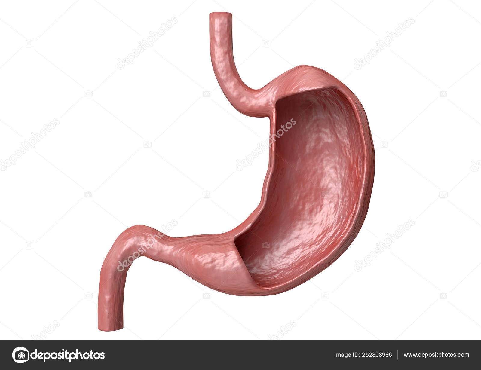 Internal structure and anatomy of the human stomach, organ of the ...