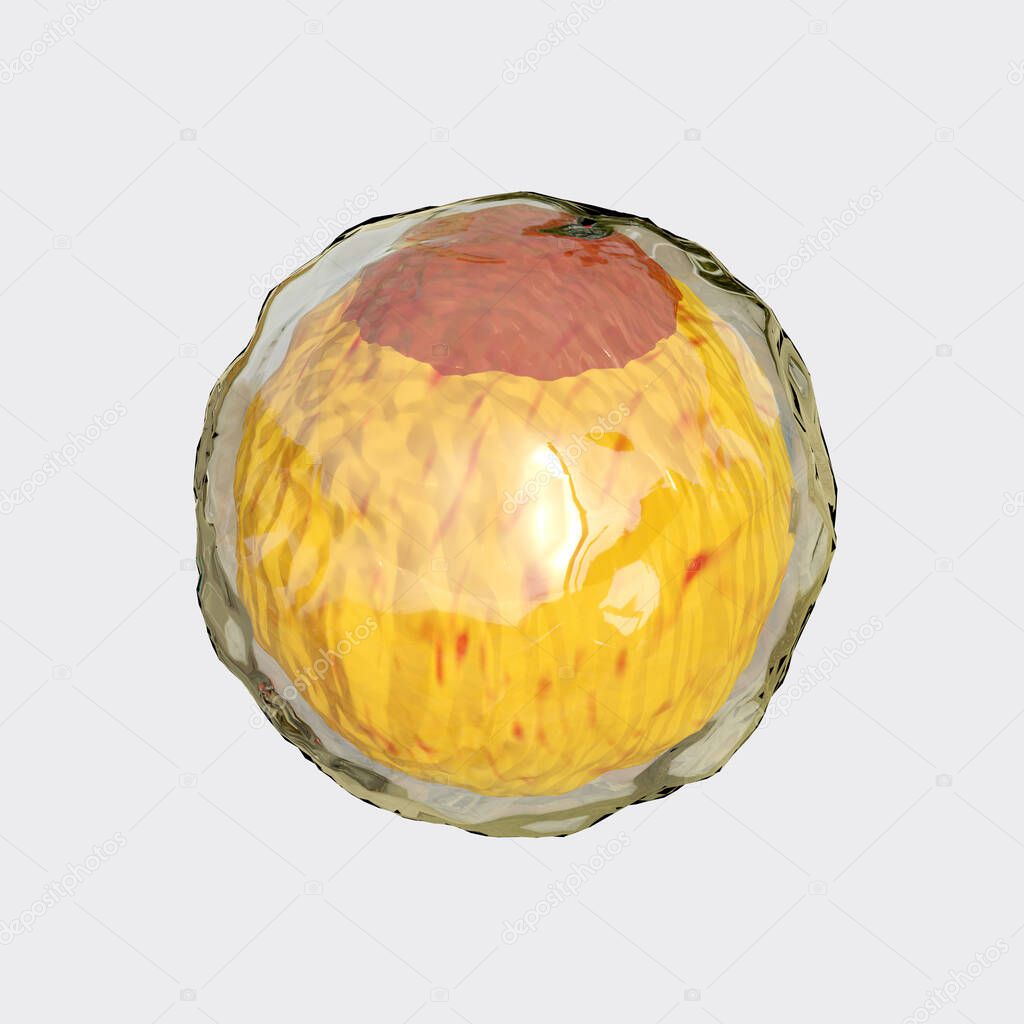 célula grasa aislada sobre fondo blanco. El exceso de tejido adiposo ...