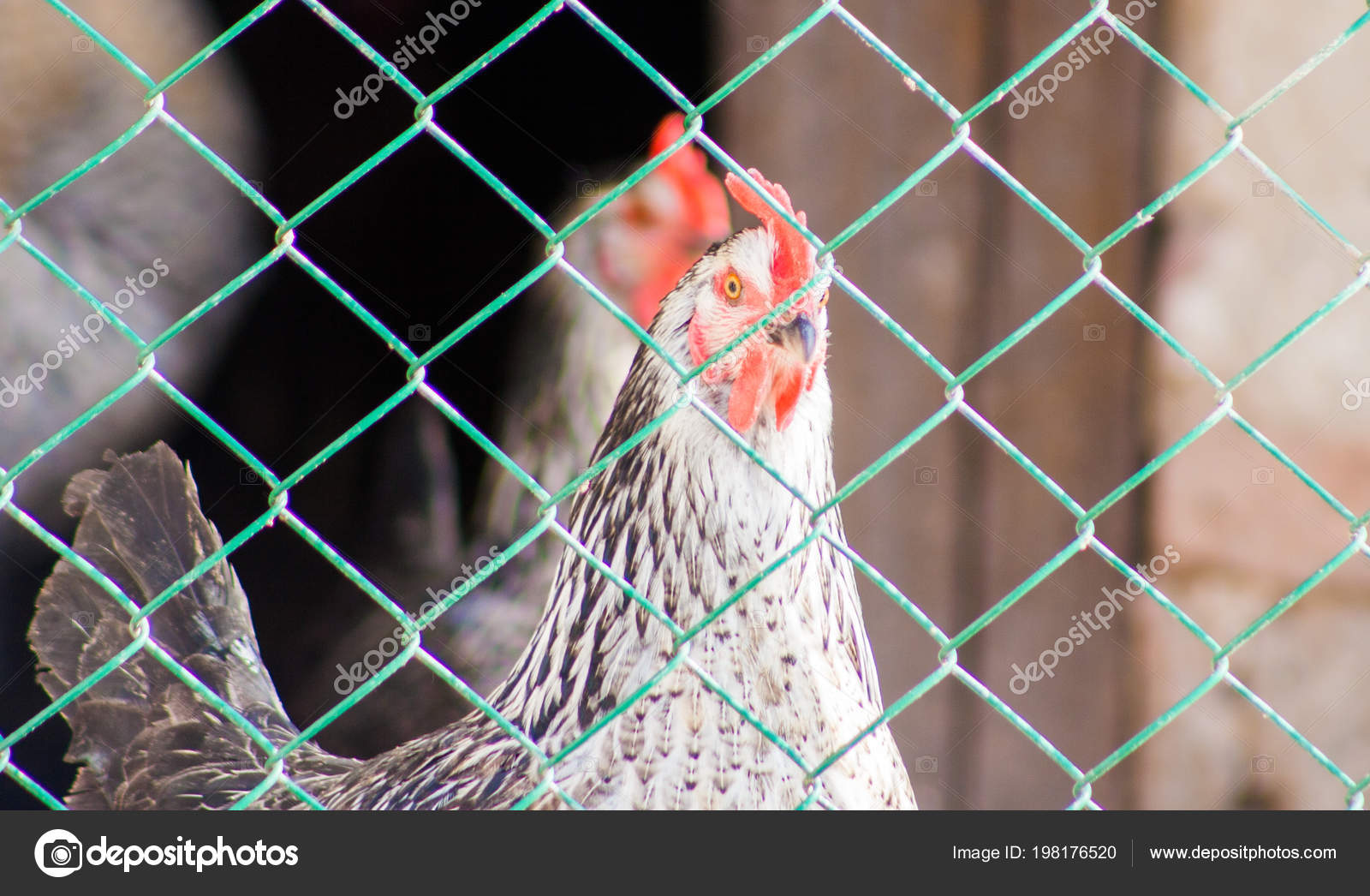 Hen Metal Mesh — Stock Photo © photo_pw #198176520