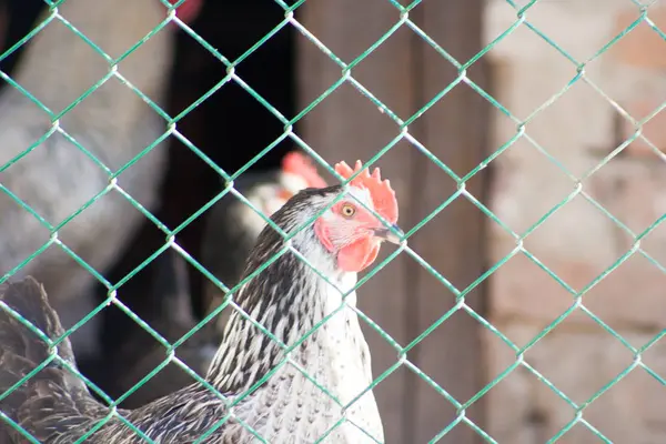 Hen Metal Mesh — Stock Photo © photo_pw #198176520