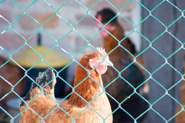 Hen Metal Mesh — Stock Photo © photo_pw #198176520