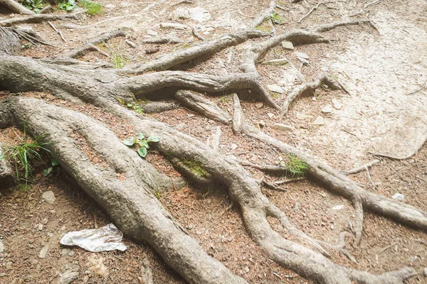 Naive roots Stock Photos, Royalty Free Naive roots Images | Depositphotos