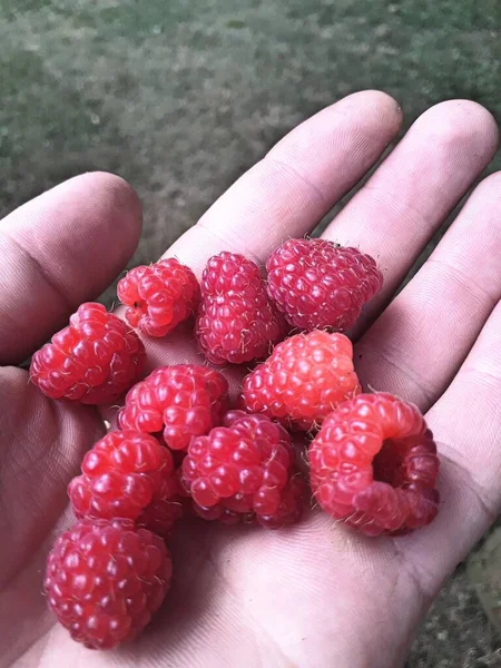 Local harvest Stock Photos, Royalty Free Local harvest Images ...