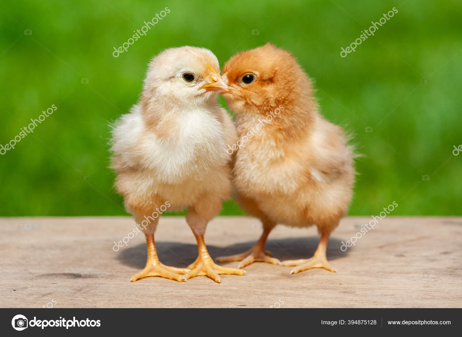 Lindo Pollo Gemelo Durante Beso Emoción Amor Animal Amistad Entre ...