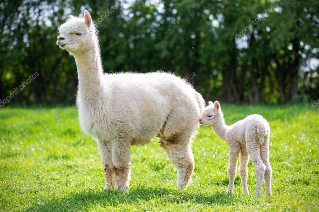 Alpaca blanca con descendencia, mamífero sudamericano 2024