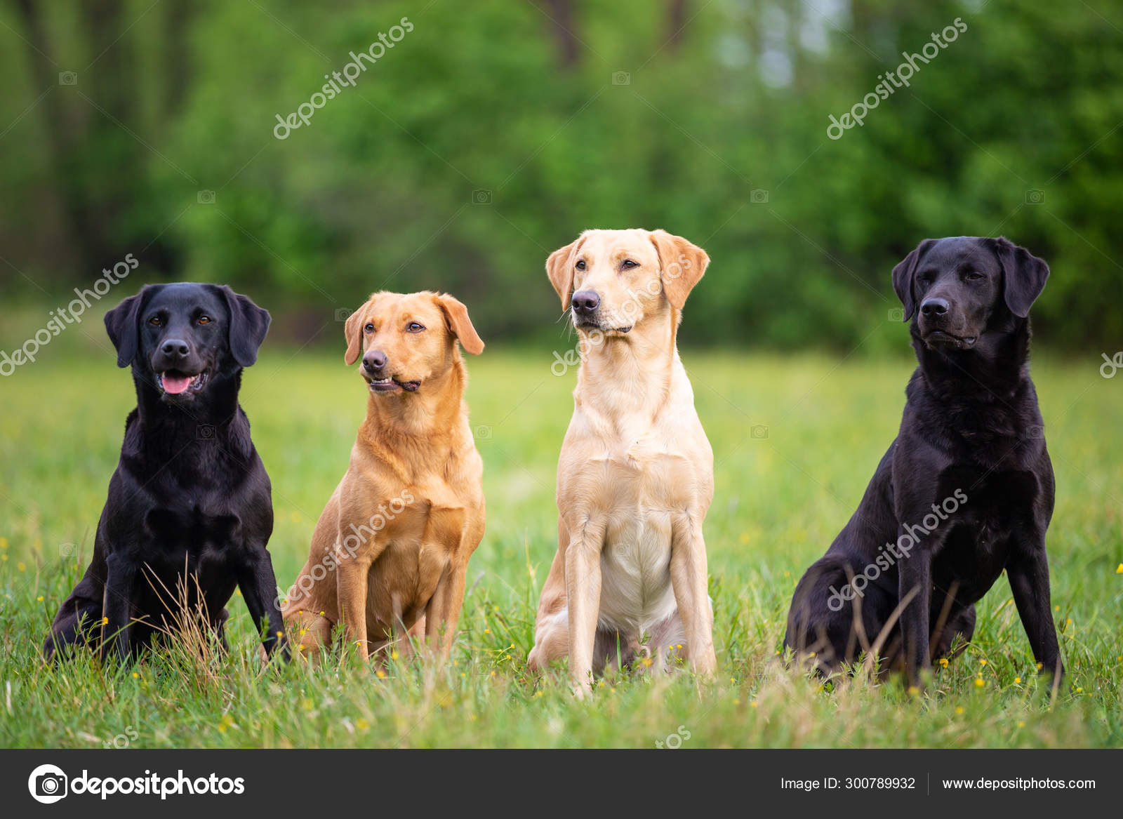 Labrador Retriever Puppies All Colors