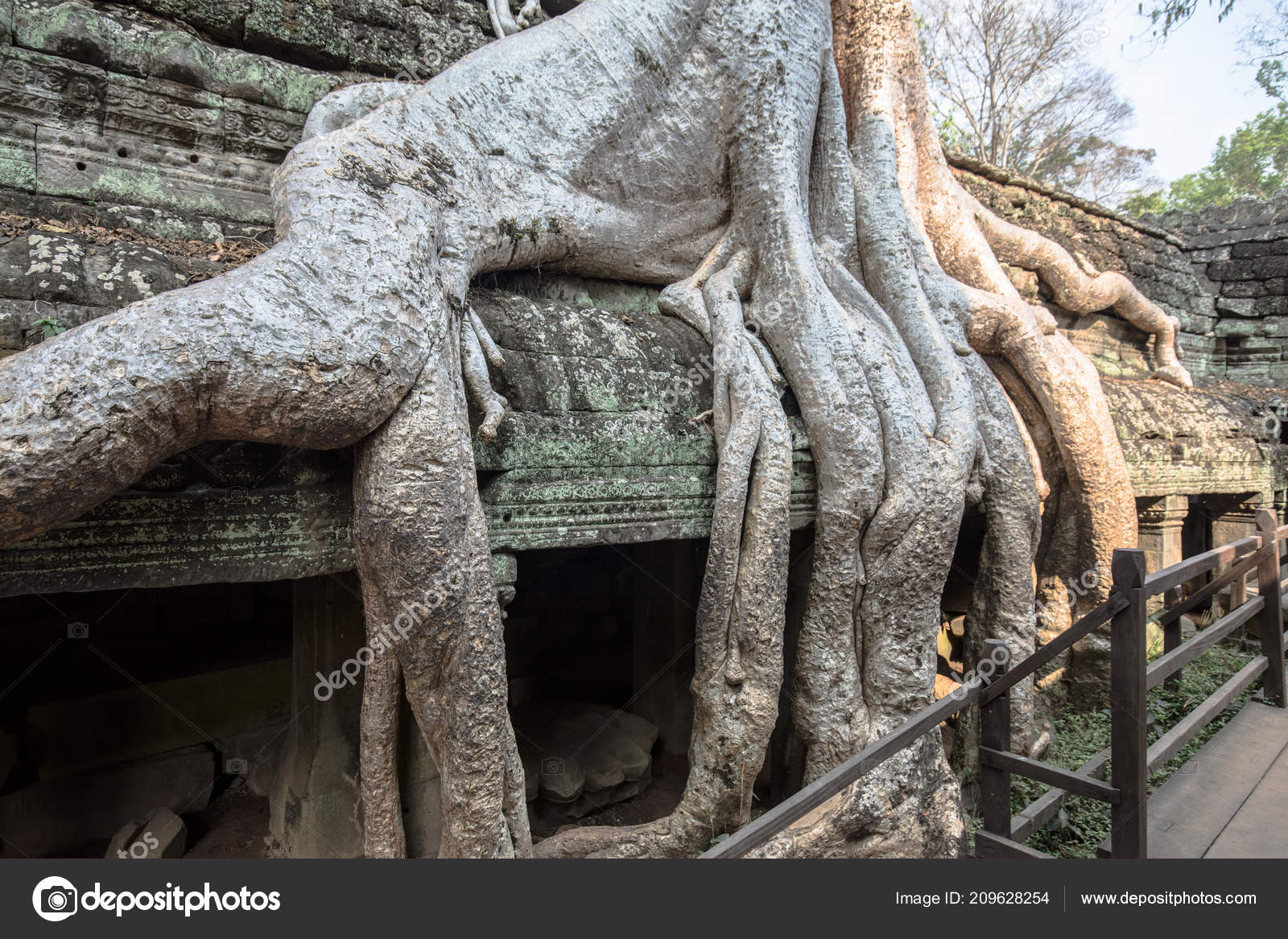 Old Temple Cambodia Full Plans Trees Grown ⬇ Stock Photo, Image by ...