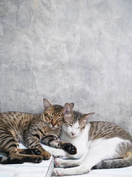 Cute couple cats sleeping together grey concrete wall background ...