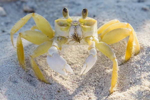 Beautiful crab Stock Photos, Royalty Free Beautiful crab Images ...