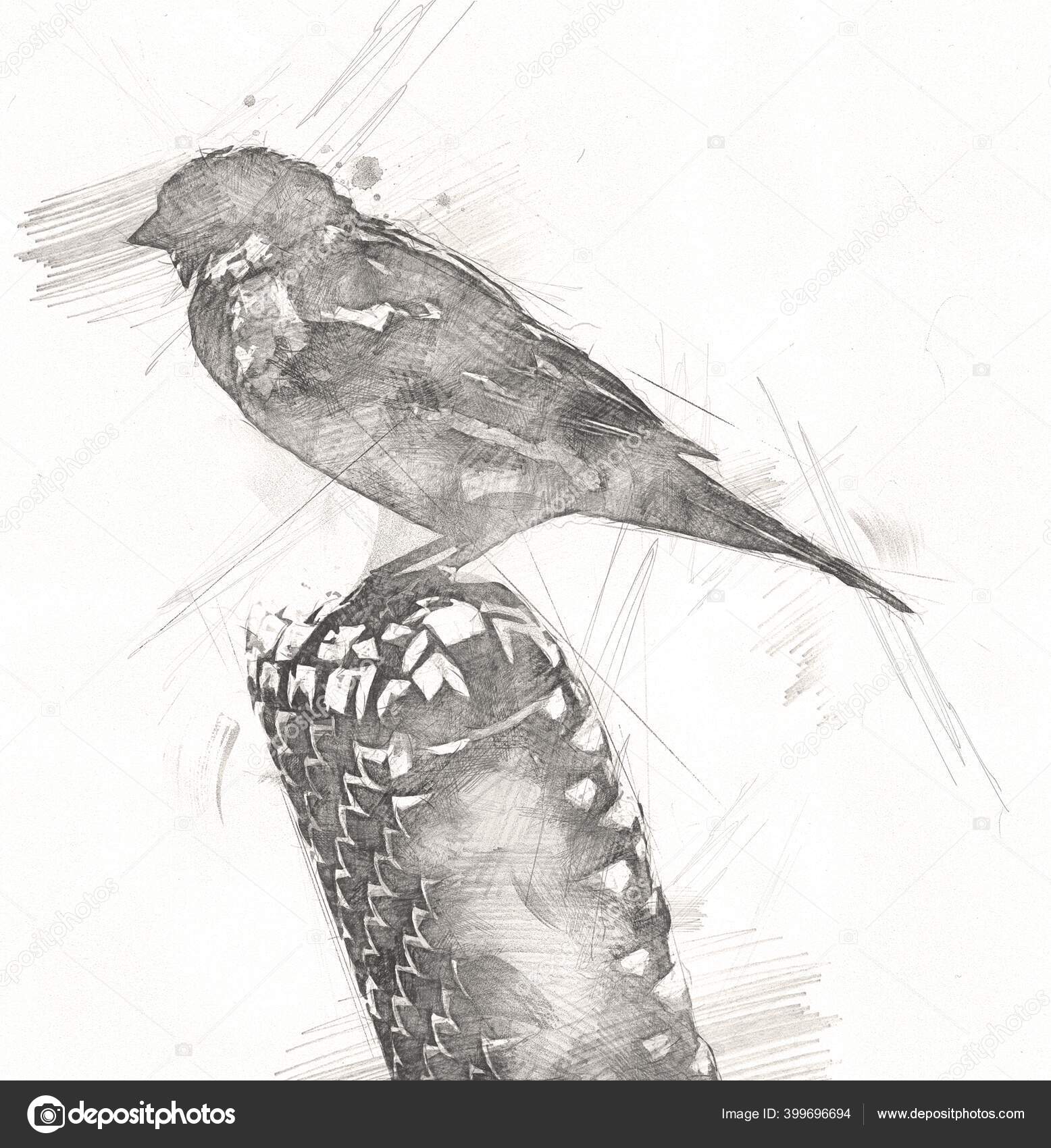 Fable Sparrow Drawing