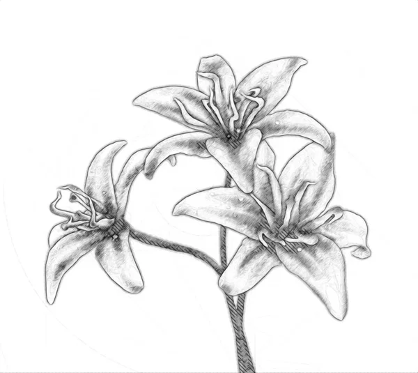 Orchidea rajz Stock fotók, Orchidea rajz Jogdíjmentes képek | Depositphotos