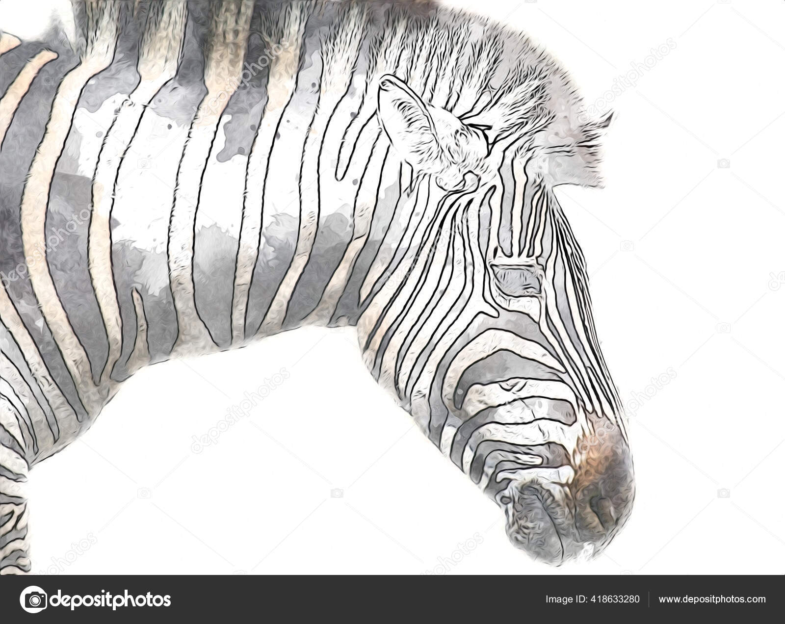 Drawing Zebra Sketch African Mammal Illustration — Stock Photo ...