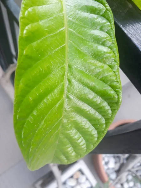 Pokok Meranti Tembaga