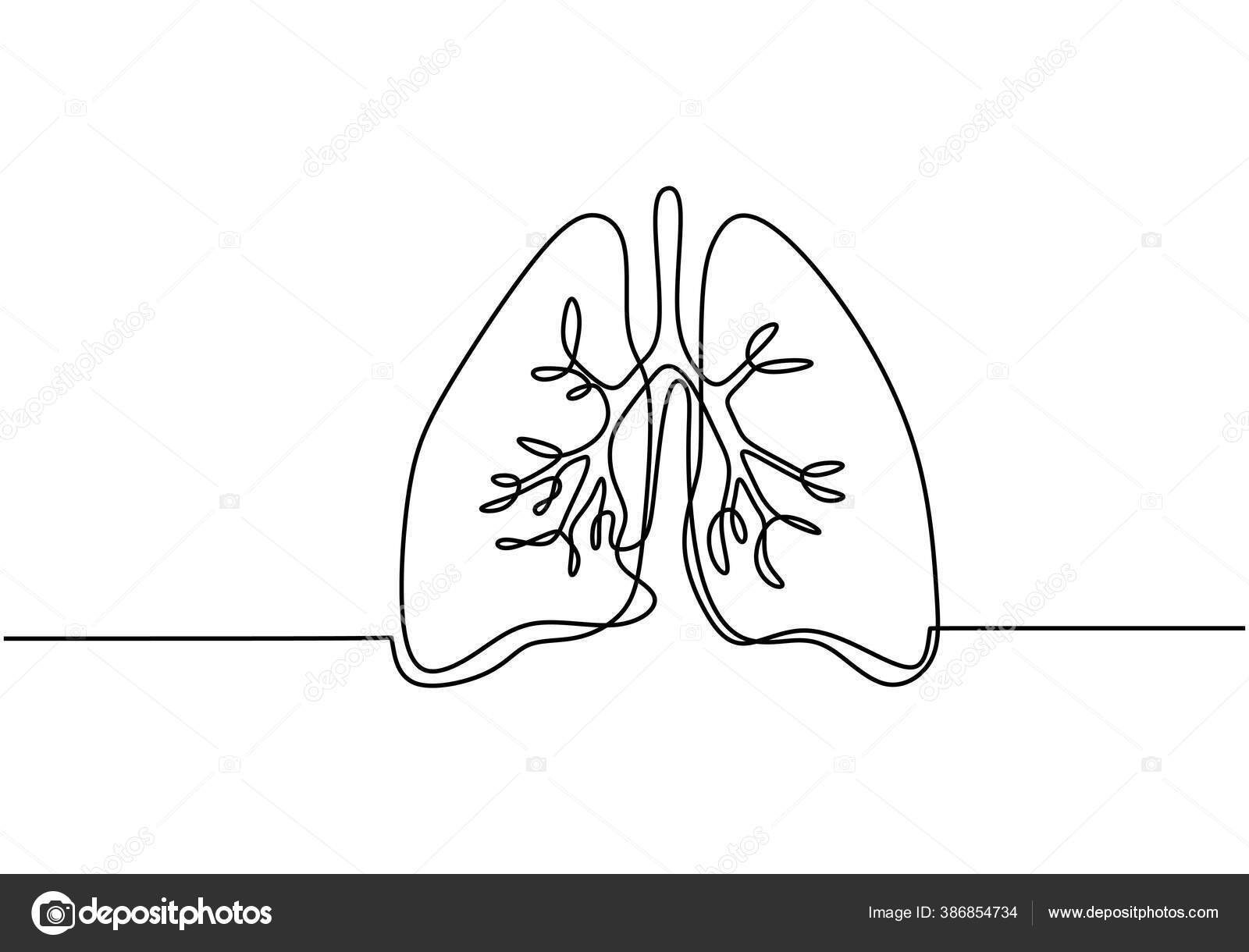 Single Continuous Line Art Lungs Lungs Human Organ One Line Stock ...