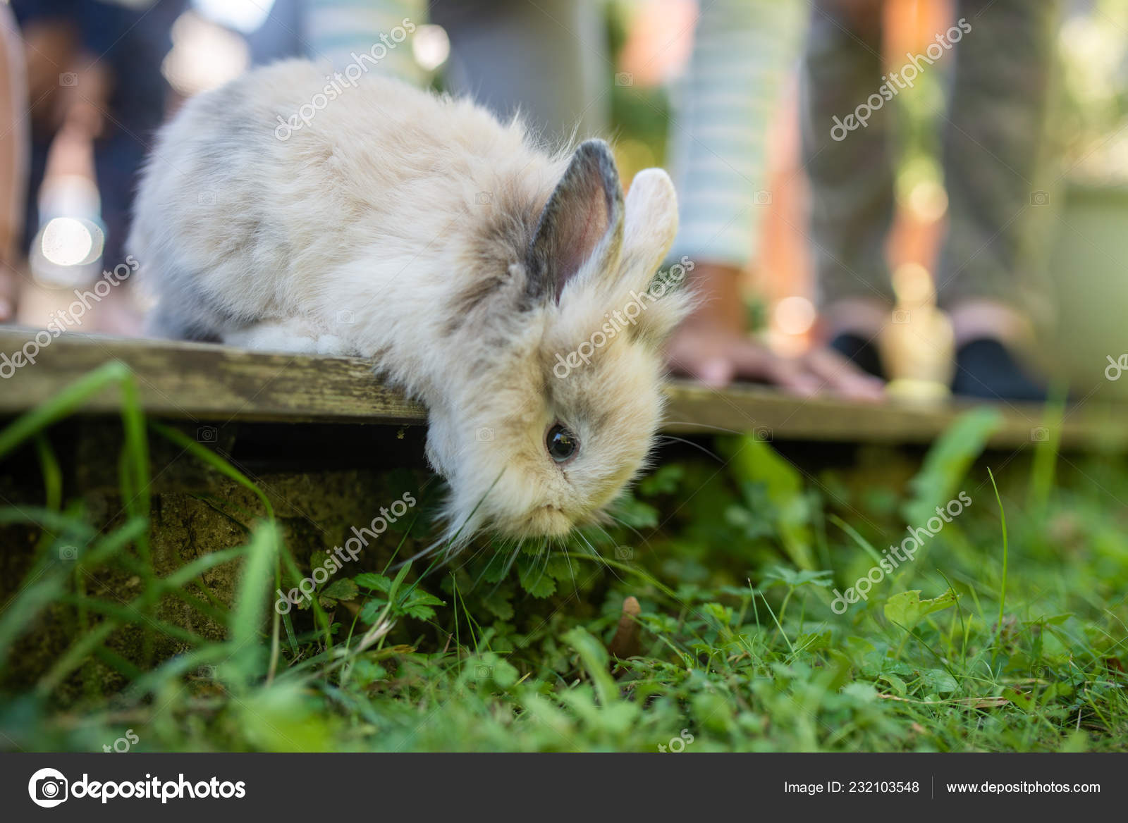 Cute Little Pet Rabbit Peeking Wooden Terrace His Family Owners — Stock ...