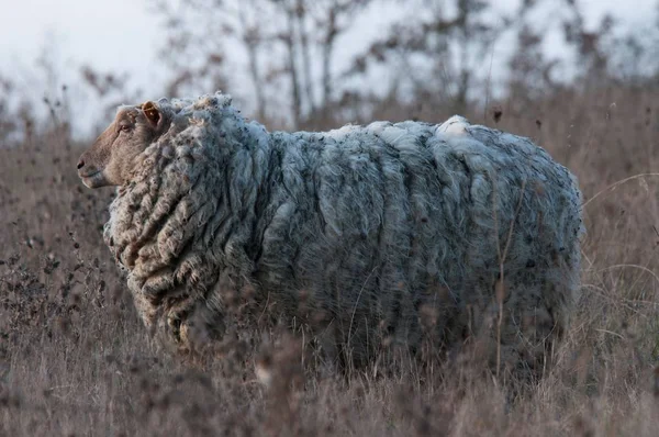 Log sheep Stock Photos, Royalty Free Log sheep Images | Depositphotos