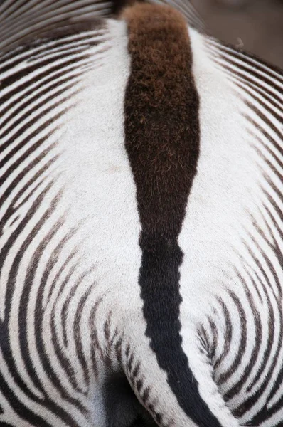 Zebra tail Stock Photos, Royalty Free Zebra tail Images | Depositphotos