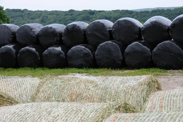 Black hay bales Stock Photos, Royalty Free Black hay bales Images ...