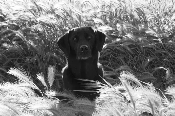 Bogey Stock Photos, Royalty Free Bogey Images | Depositphotos